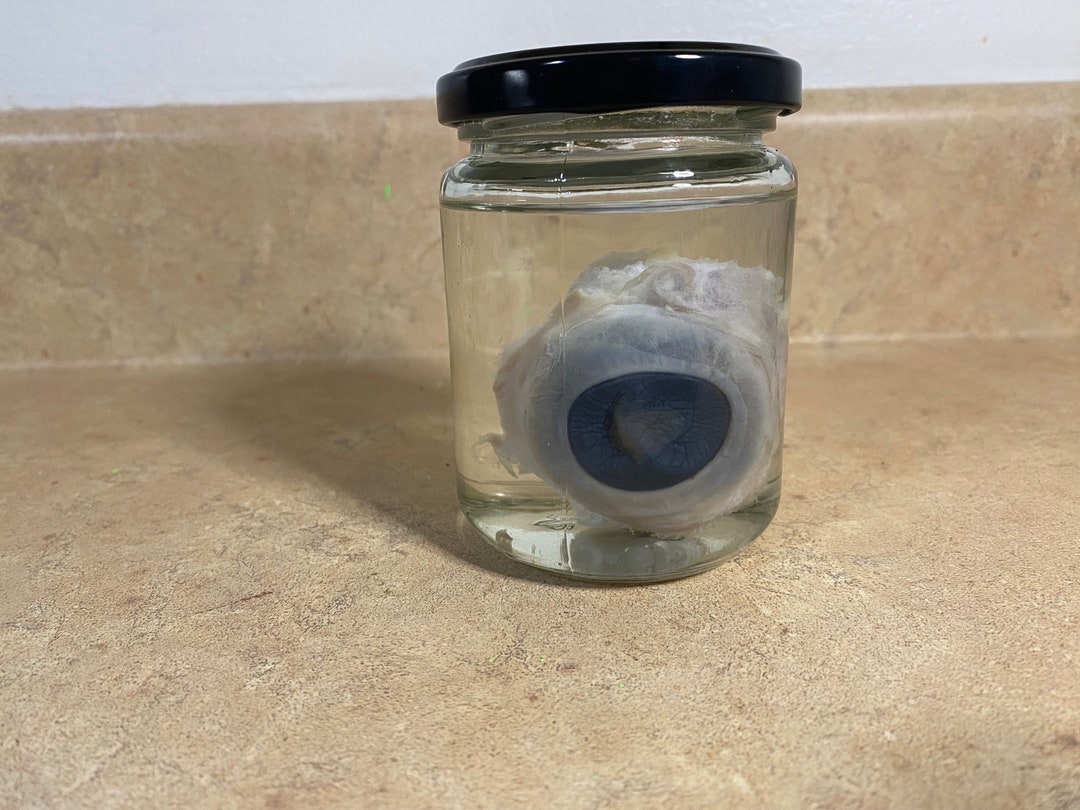 Cow Eye Wet Specimen Vial Oddity Jar - Etsy
