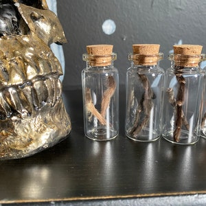 Tarantula Leg Molts in a Glass Jar - Etsy
