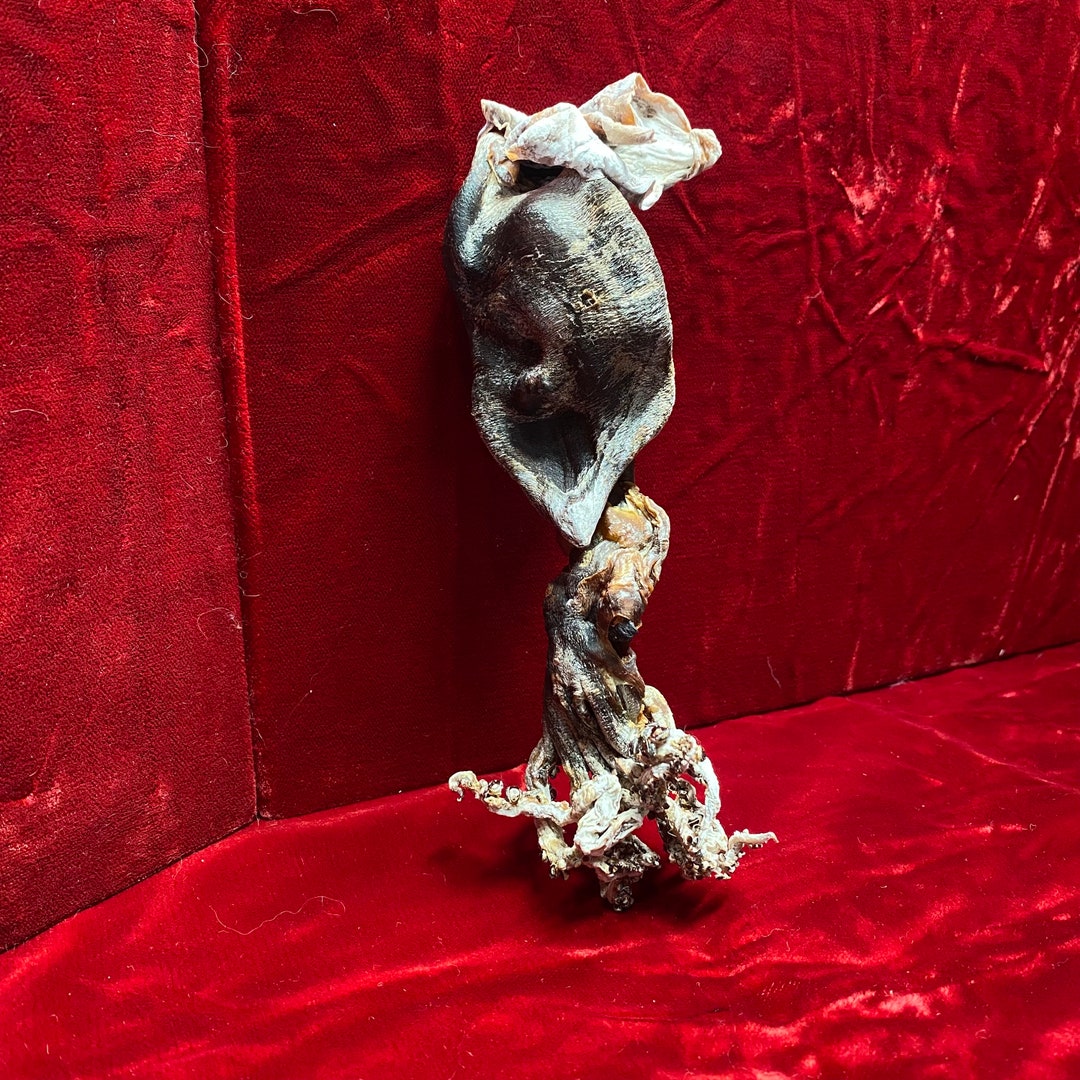 Mummified Large Squid Curiosity Display Item REAL Squid No.1 - Etsy