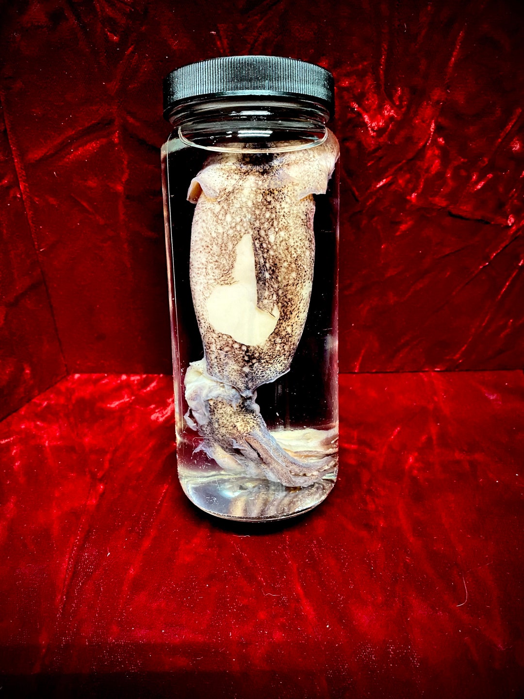 Squid Wet Specimen Oddity Jar: Doryteuthis Opalescens - Etsy