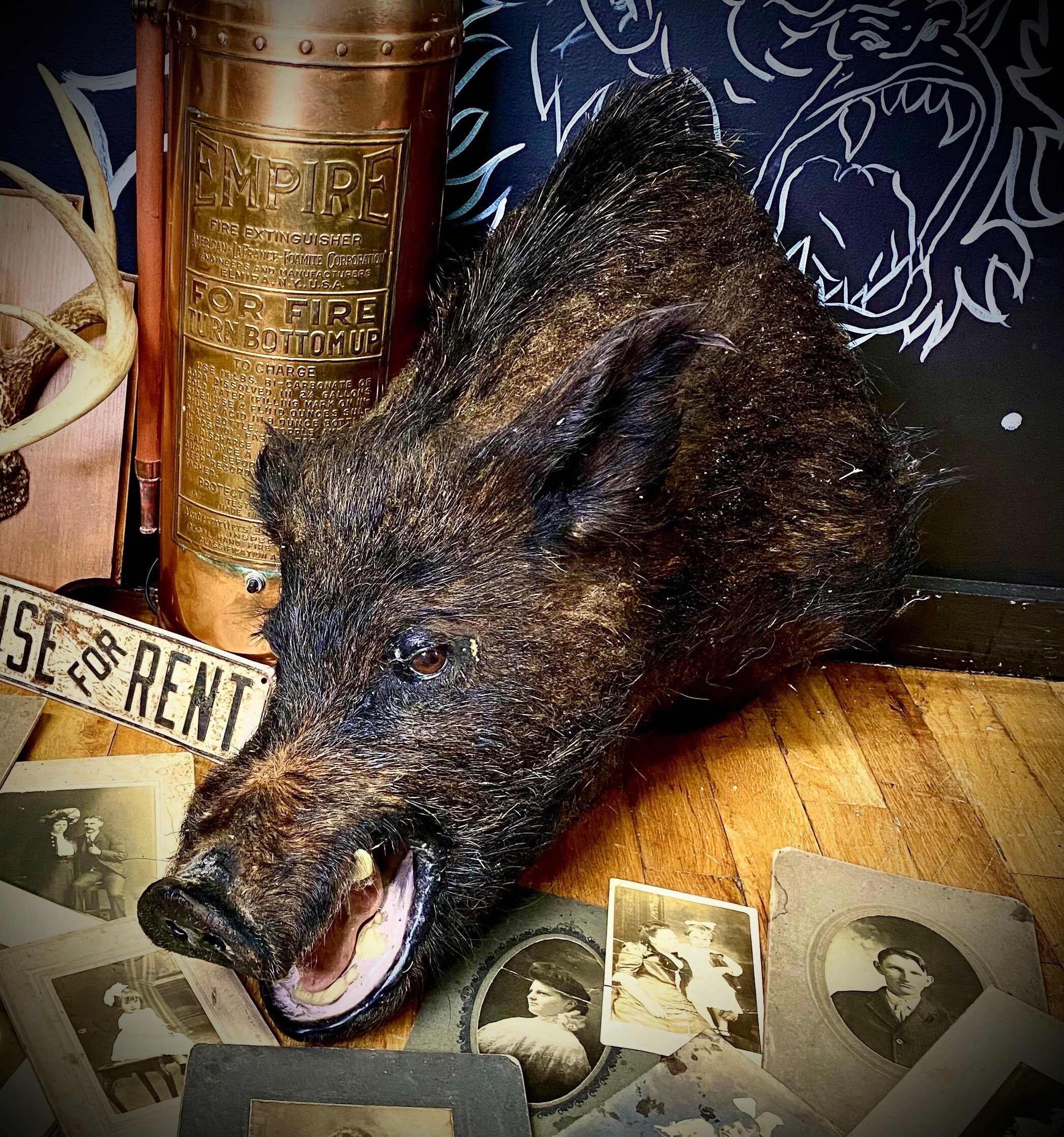 Wild Boar Head Taxidermy