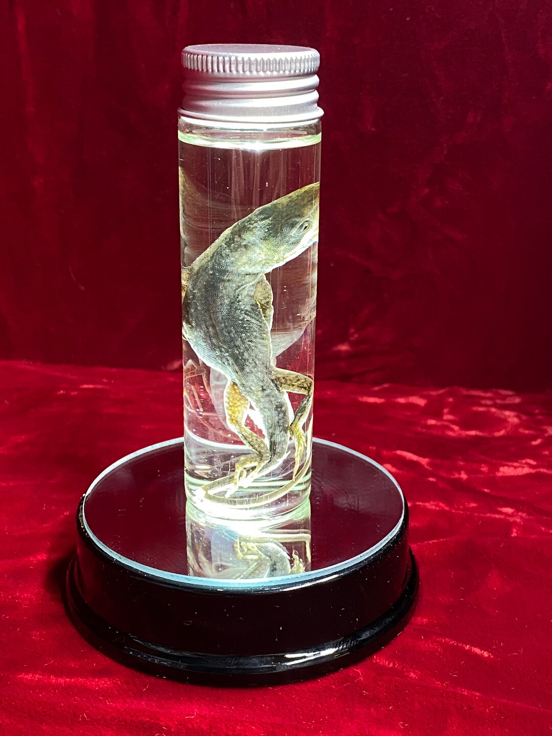 Anole Lizard Wet Specimen Oddity Jar Vial - Etsy