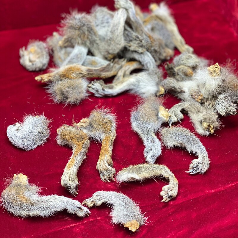 Squirrel Feet - Etsy