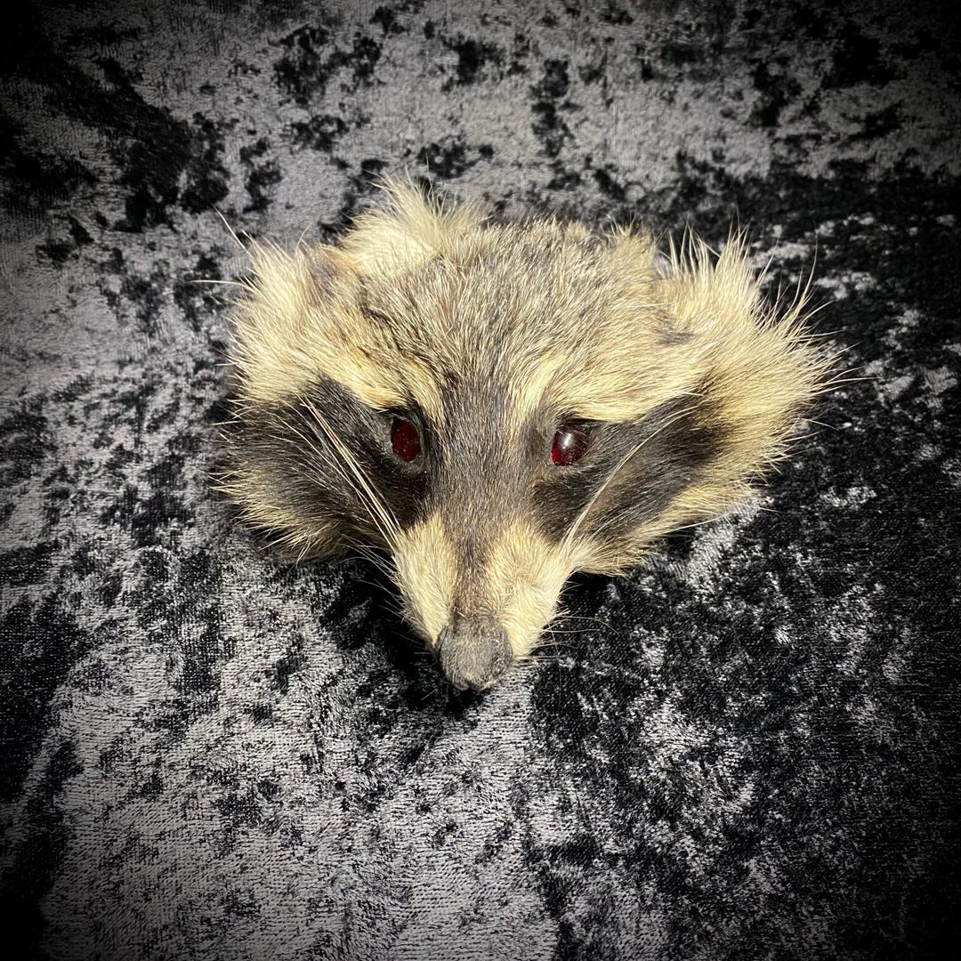 Mummified Raccoon Head With Red Glass Eyes Mouth Closed Curiosity ...