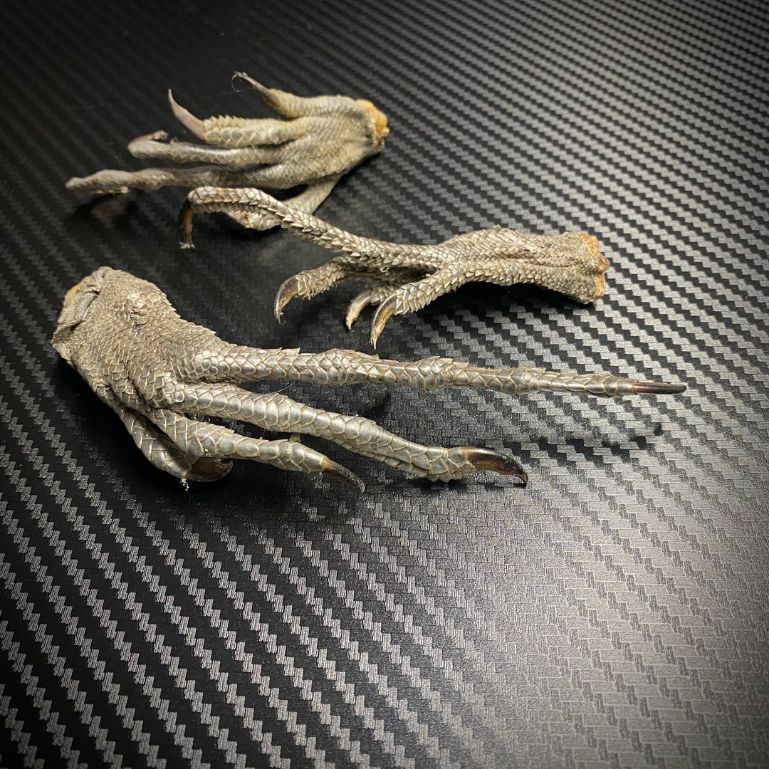 Iguana Foot Specimen Real Iguana Taxidermy Foot - Etsy