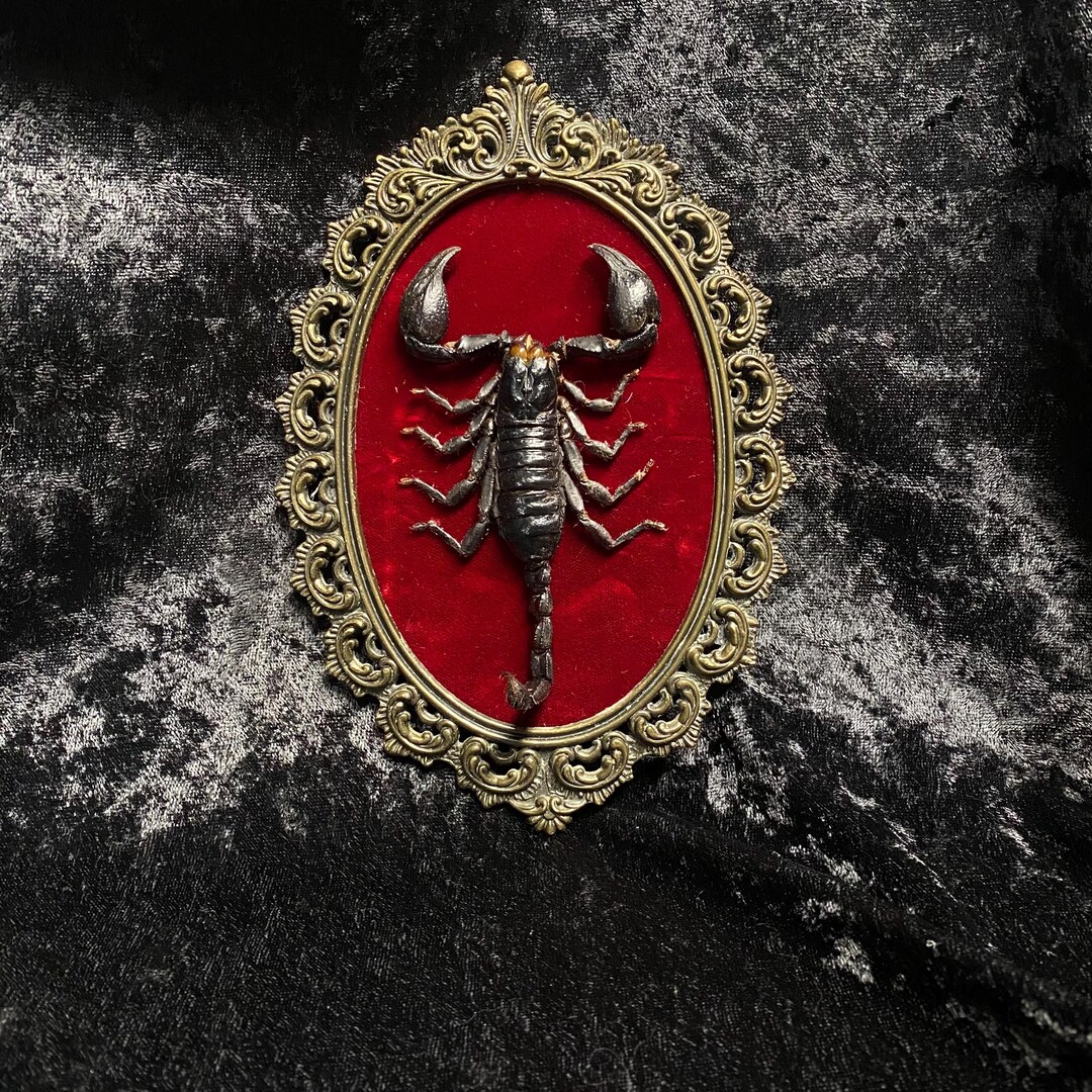 Scorpion Mounted in a Vintage Italian Frame on Red Velvet - Etsy