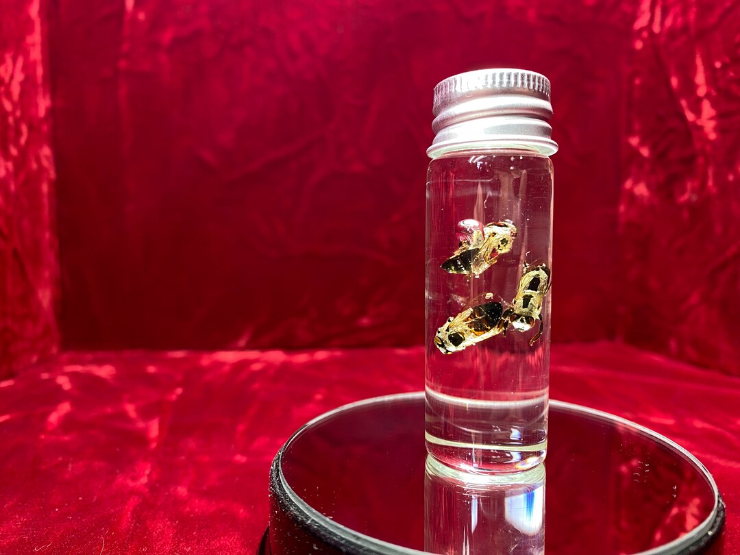 Honey Bee Wet Specimen Vial Oddity 3 Honeybees in Glycerin Fidget Toy ...