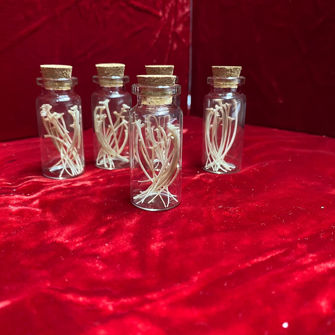 Glass Jar of Rattlesnake Ribs Bones Apothecary Oddity Vial - Etsy