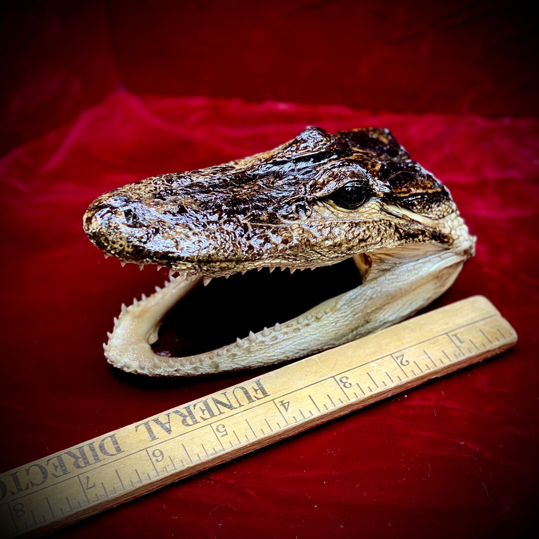 Alligator Head Taxidermy Mummified 6-8 Open Mouth - Etsy