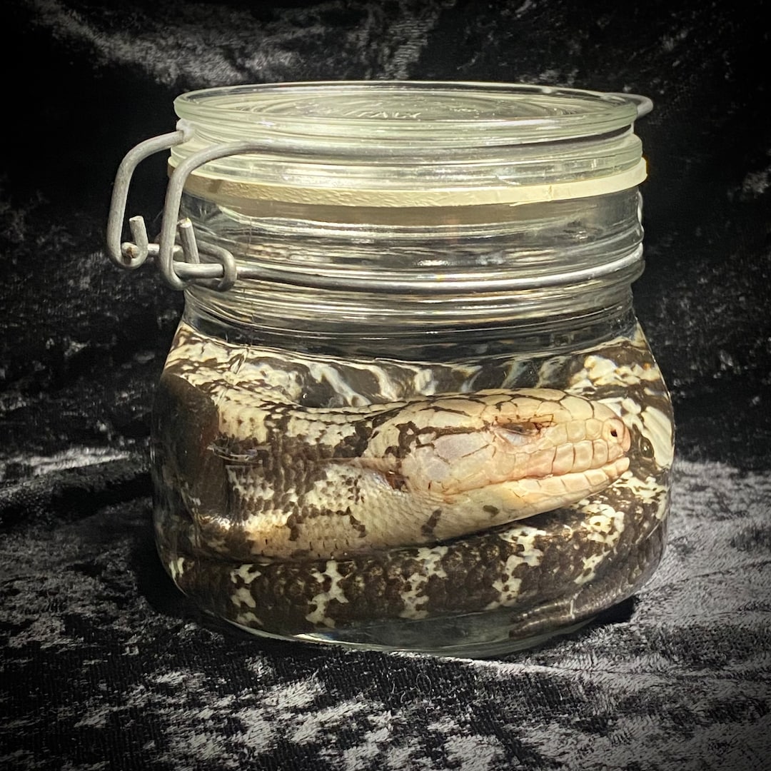 Blue Tongued Skink Wet Specimen Vial Oddity Jar Blue Tongue - Etsy