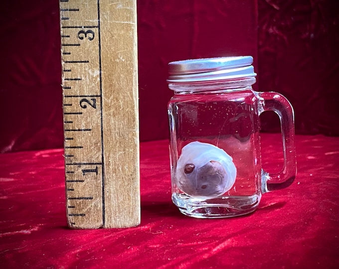 Real Sheep Eye Wet Specimen Ophthalmology Ethical Taxidermy - Etsy