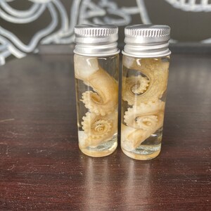 Octopus Tentacles Wet Specimen Jar - Etsy