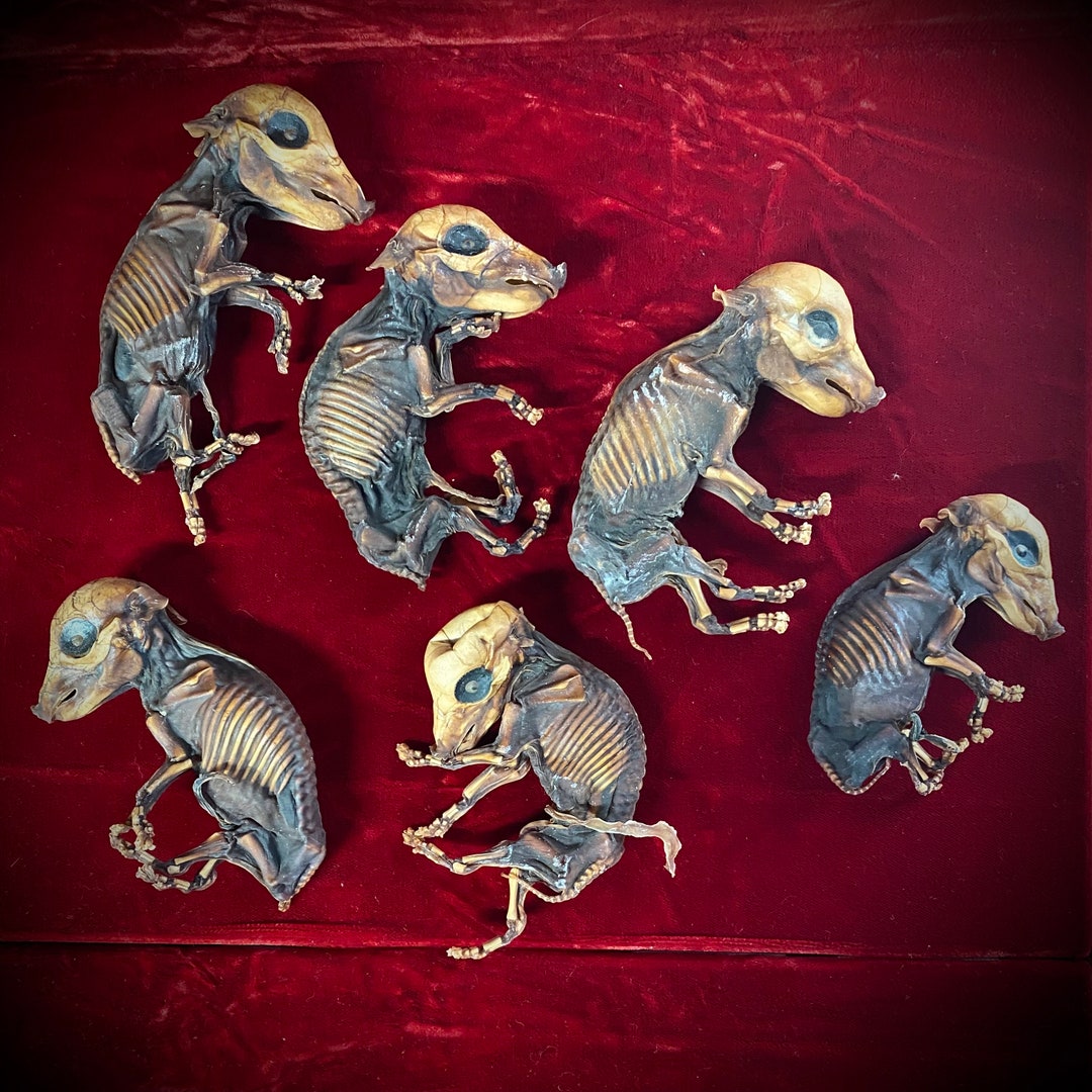 Mummified Pig BACON SEED Curiosity Display Item REAL Piglet - Etsy