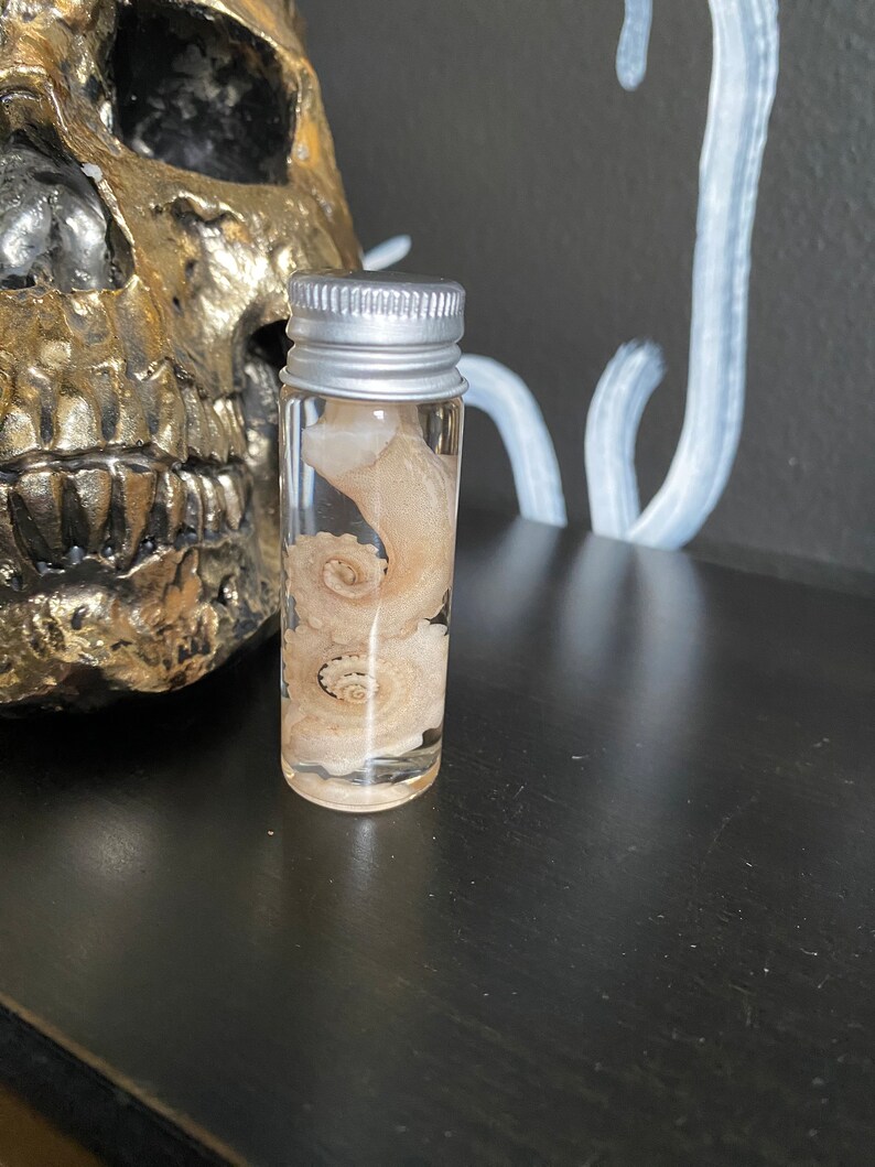 Octopus Tentacles Wet Specimen Jar - Etsy