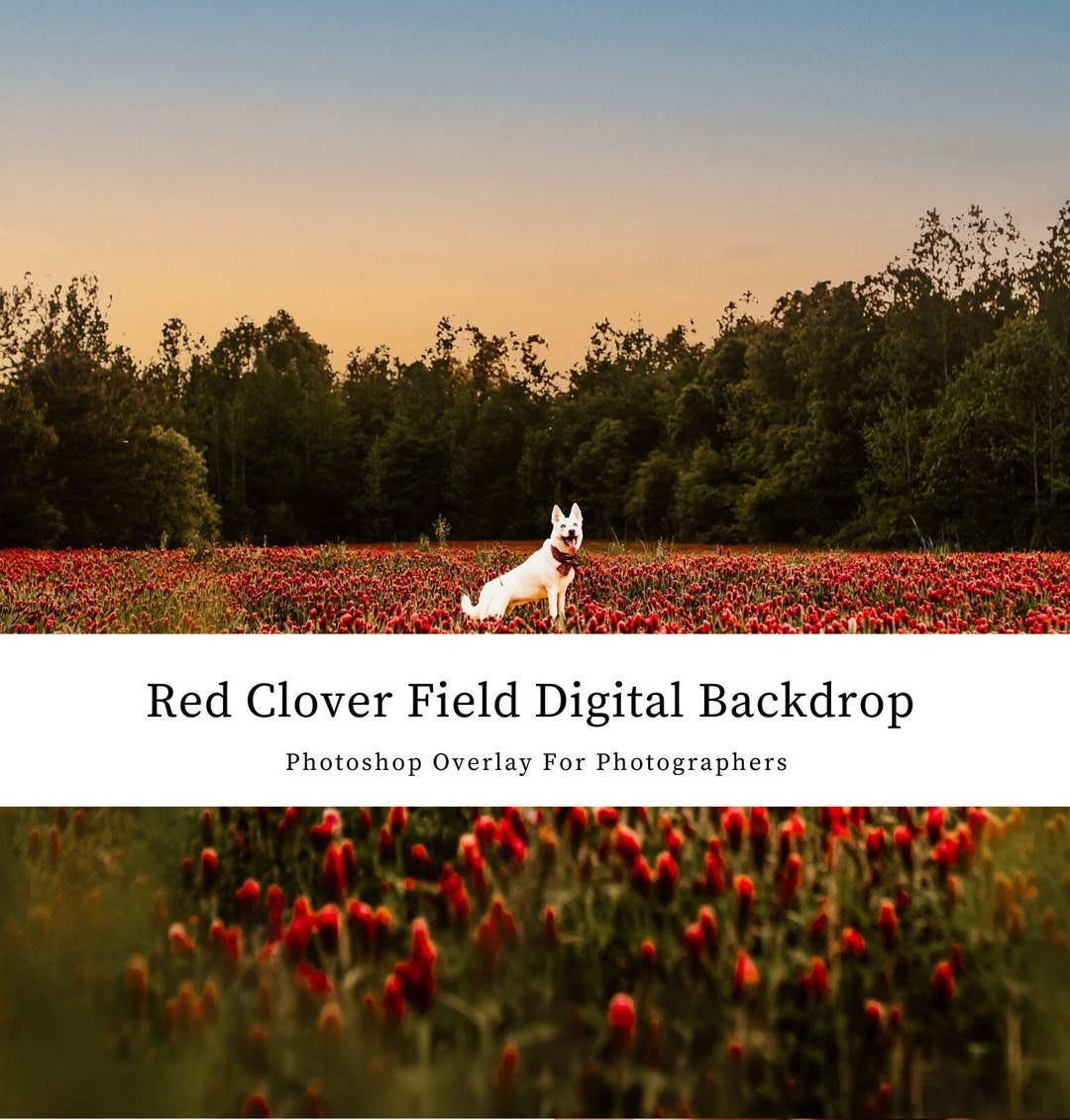 Red Summer Wildflower Clover Field Photoshop Background Overlay - Etsy