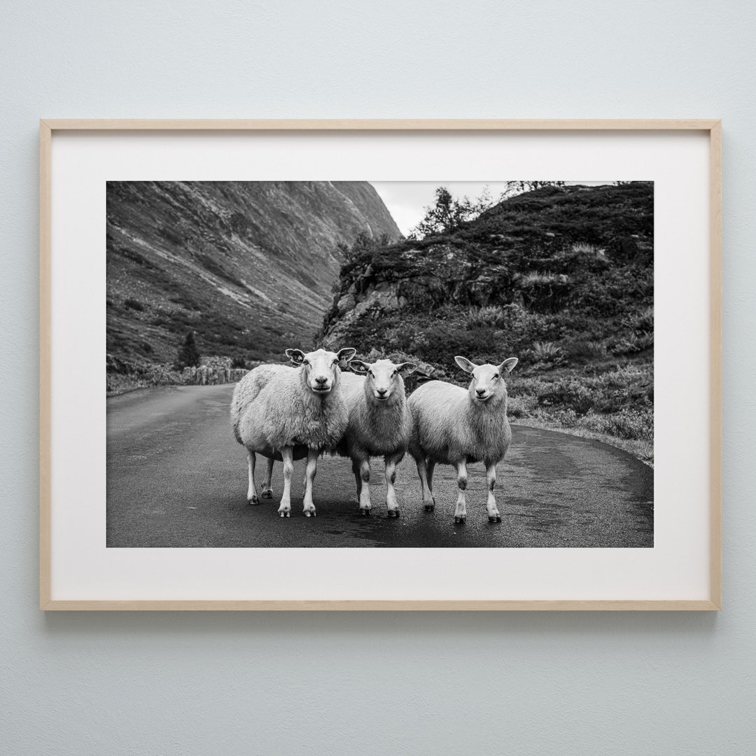 Elegant Black and White Animal Photo Gallery Wall Photography Print ...