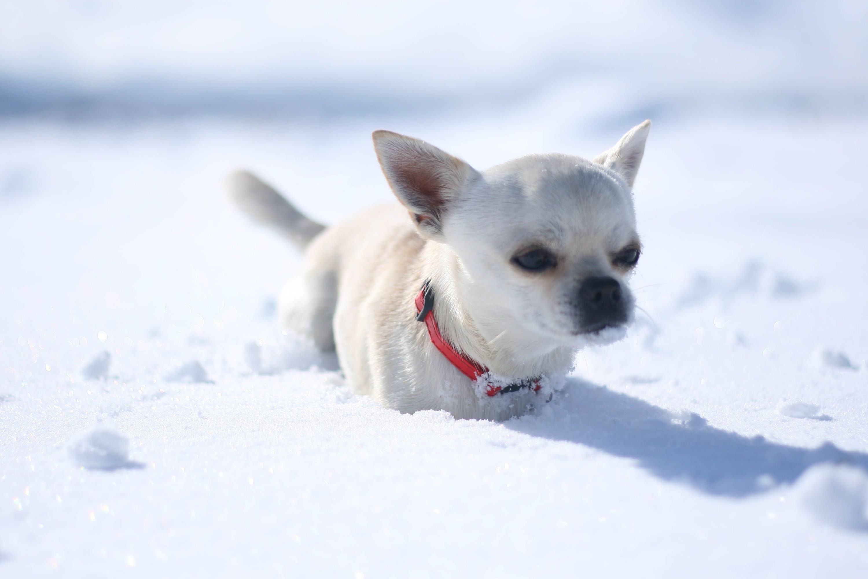 Snow Chihuahua, Dog Poster, Digital Wall Art, Winter Landscape, Dog in ...