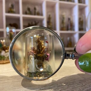 Miniature Specimen Diorama Terrarium - Etsy