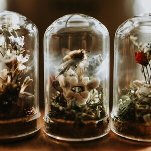 Miniature Specimen Diorama Terrarium - Etsy