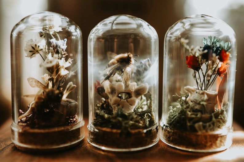 Miniature Specimen Diorama Terrarium - Etsy