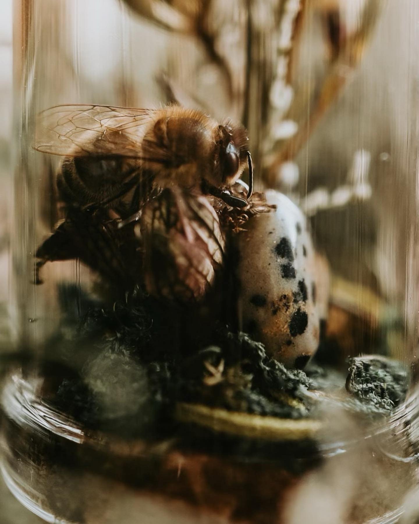 Miniature Specimen Diorama Terrarium - Etsy