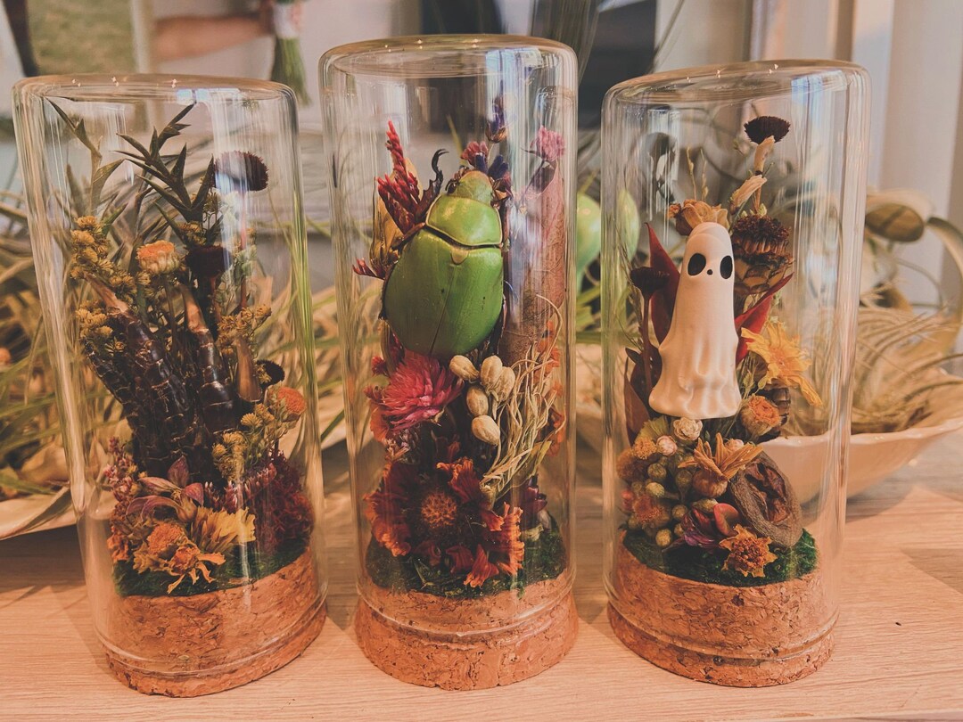 Oddity and Curiosity Specimen Terrarium - Etsy