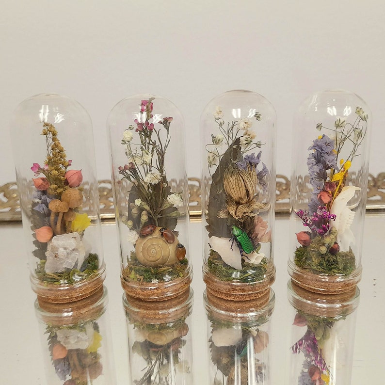 Cloche Dome Diorama Terrariums - Etsy