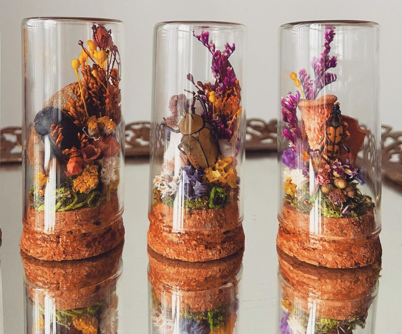 Glass Terrarium Specimens - Etsy