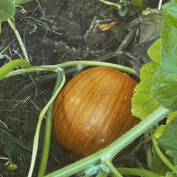 Cherokee Tan Pumpkin Seeds - Etsy