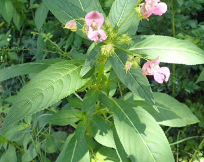 Jewelweed/impatiens/touch Me Not Seeds - Etsy