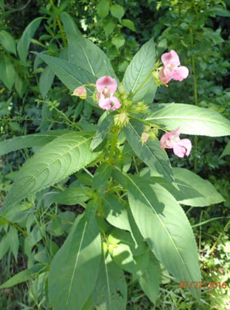 Jewelweed/impatiens/touch Me Not Seeds - Etsy