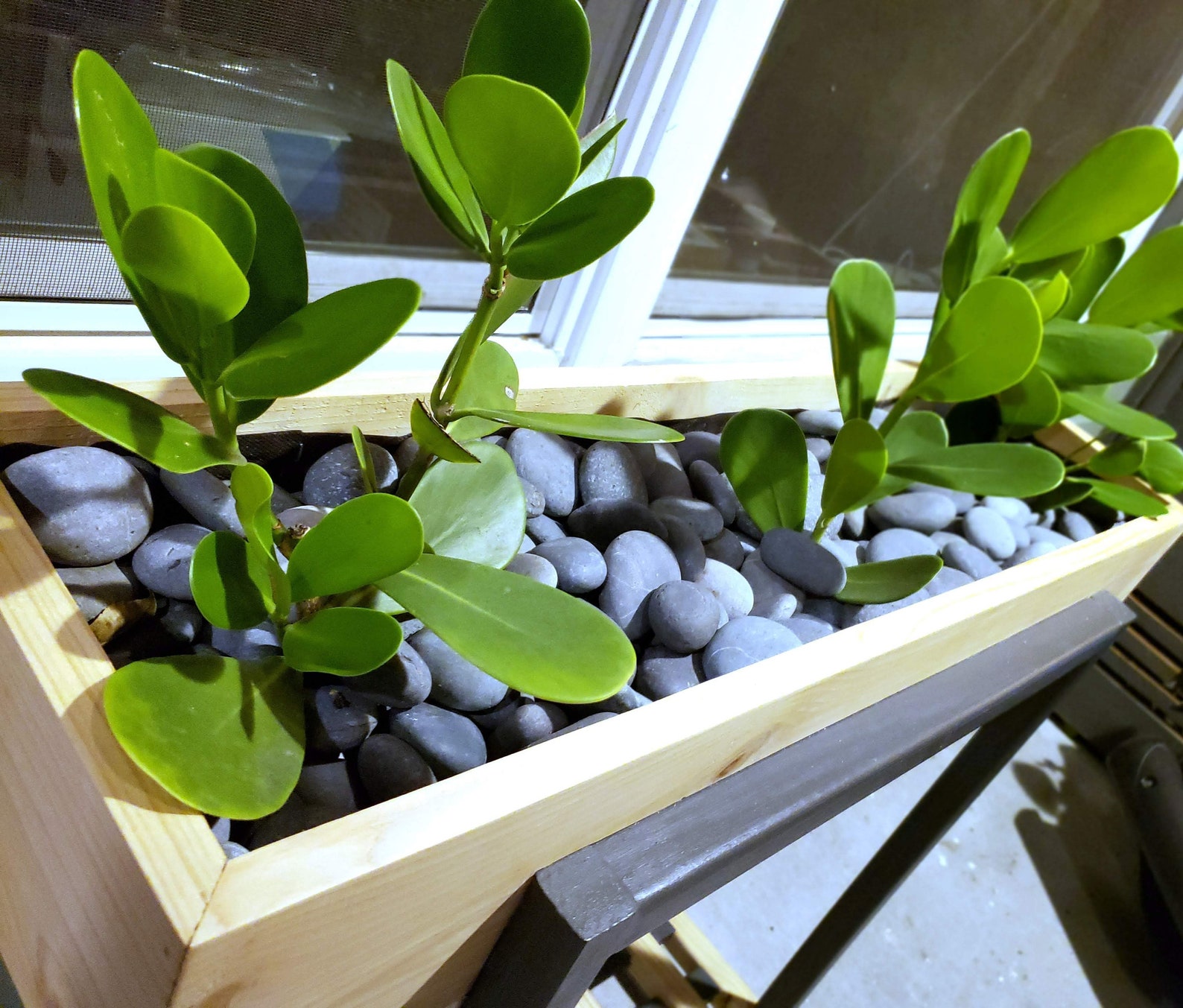 Modern Cypress Raised Box Planter With Shelf (30"l X 10"w X 30"h) - Etsy