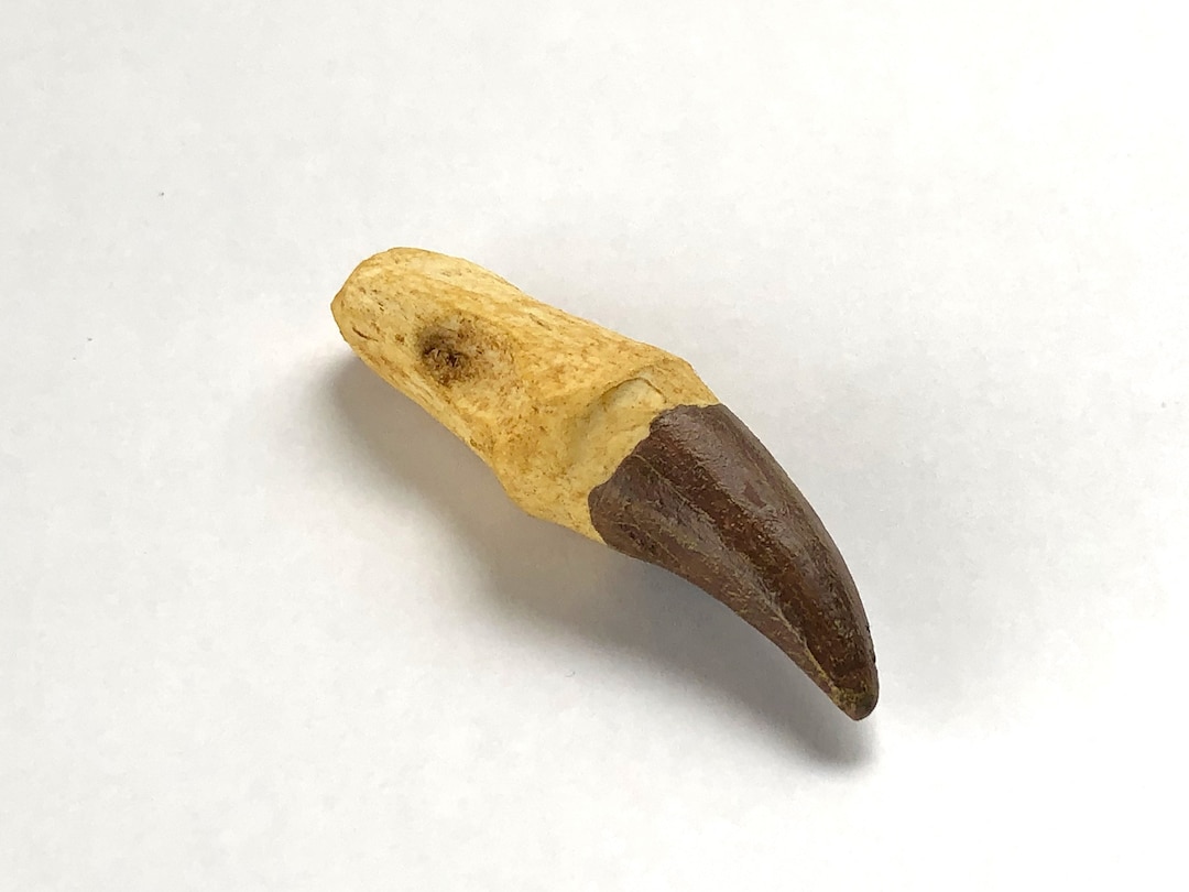 Basilisk Tooth Cast Resin Fossil Replica 3” - Etsy