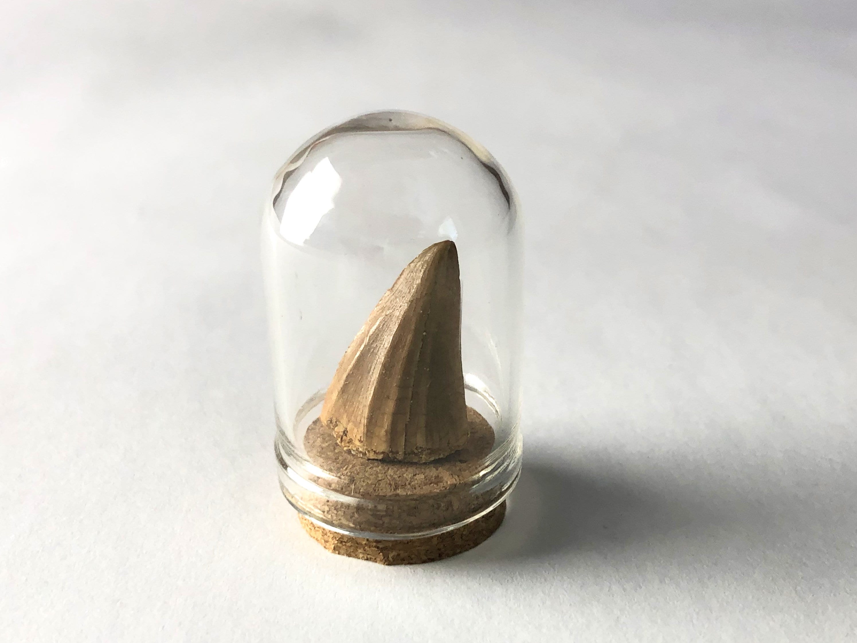 Hydra Tooth Original Fossil .75 to 1.25 - Etsy