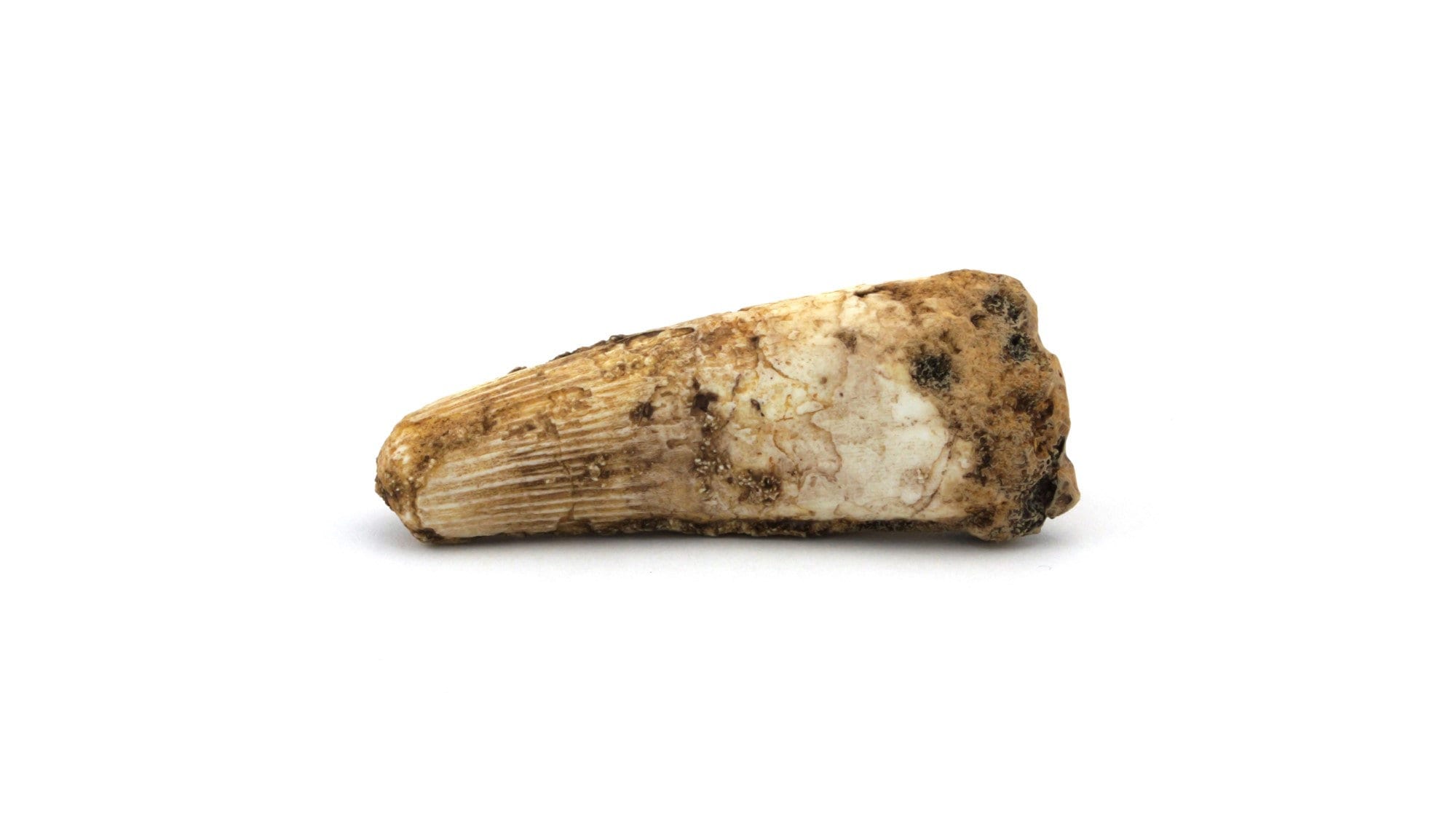 Black Dragon Tooth Cast Resin Fossil Replica 2.9 - Etsy