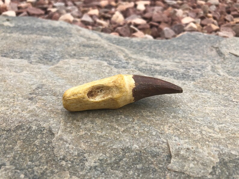 Basilisk Tooth Cast Resin Fossil Replica 3 - Etsy