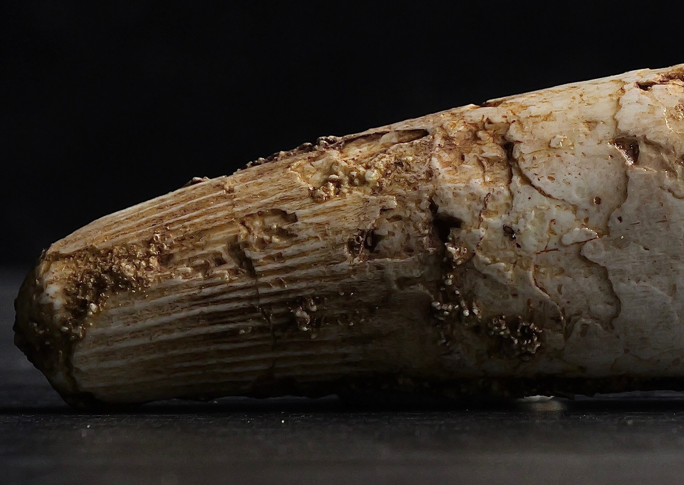 Black Dragon Tooth Cast Resin Fossil Replica 2.9 - Etsy