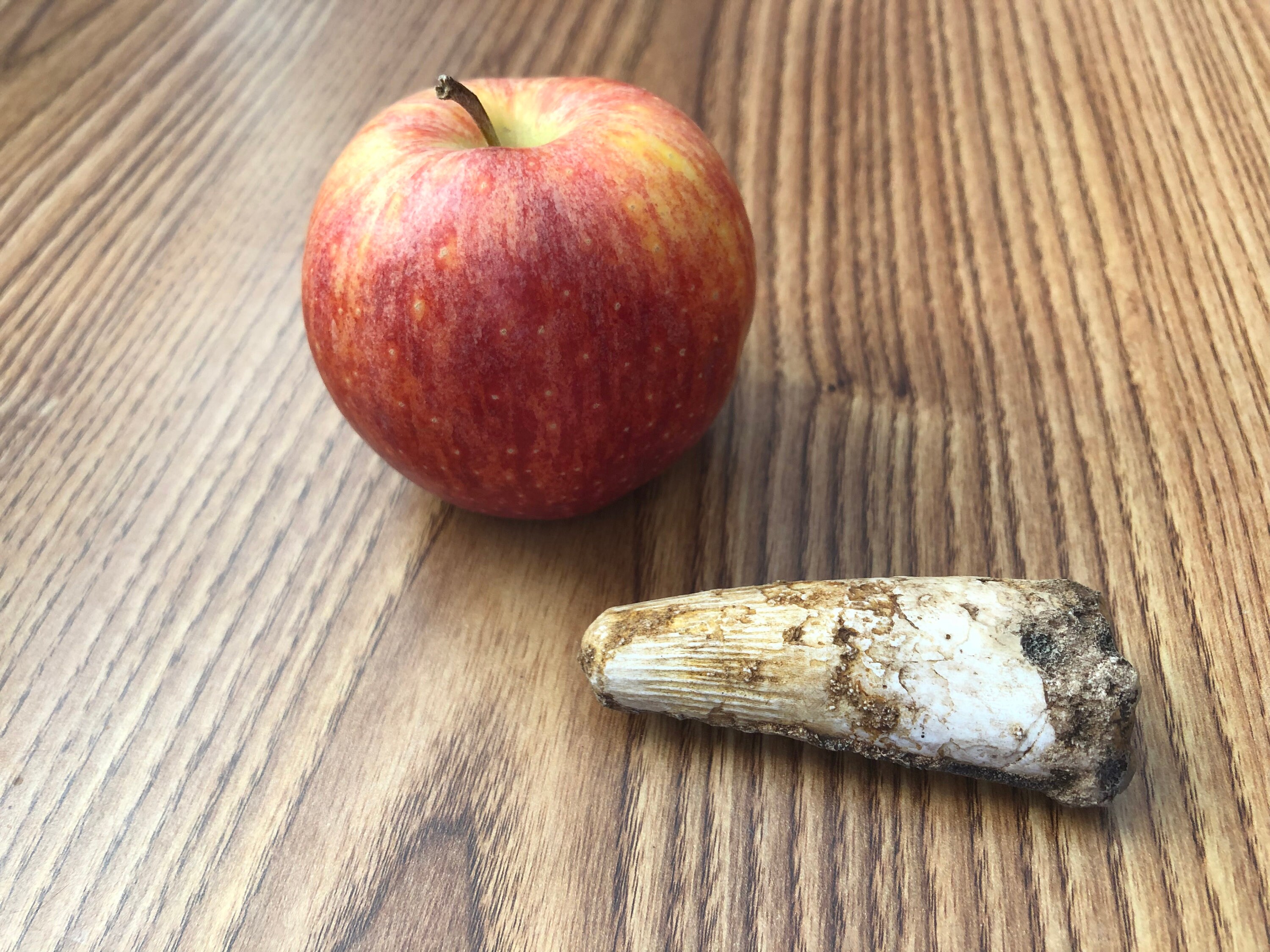 Black Dragon Tooth Cast Resin Fossil Replica 2.9 - Etsy