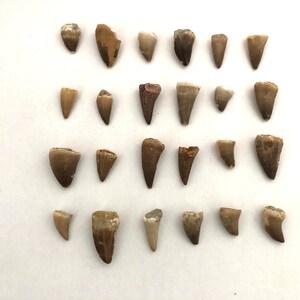 Hydra Tooth Original Fossil .75" to 1.25" - Etsy