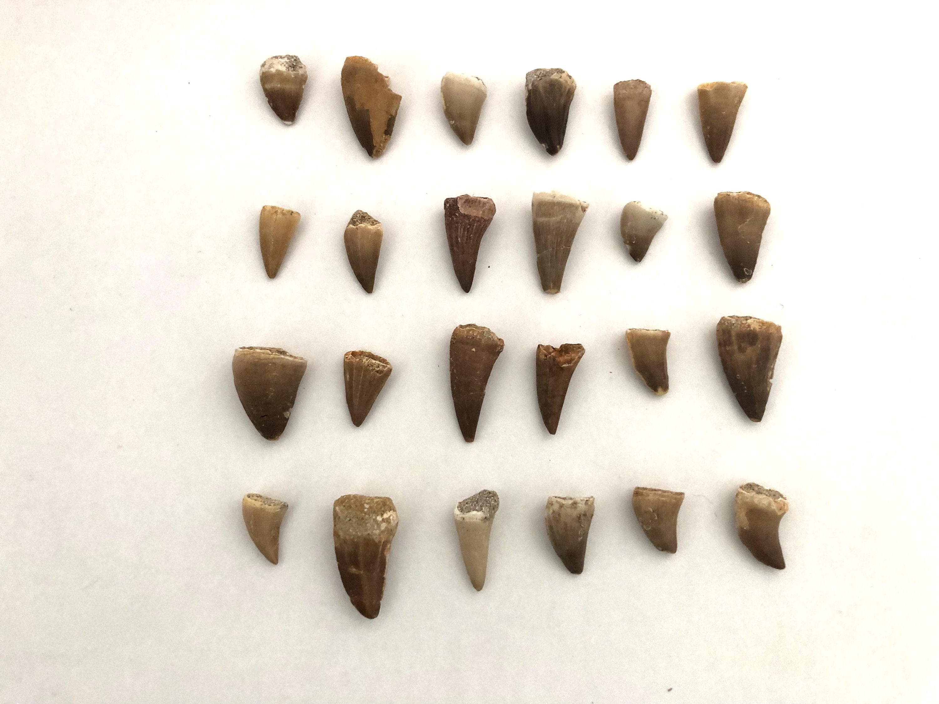 Hydra Tooth Original Fossil .75 to 1.25 - Etsy