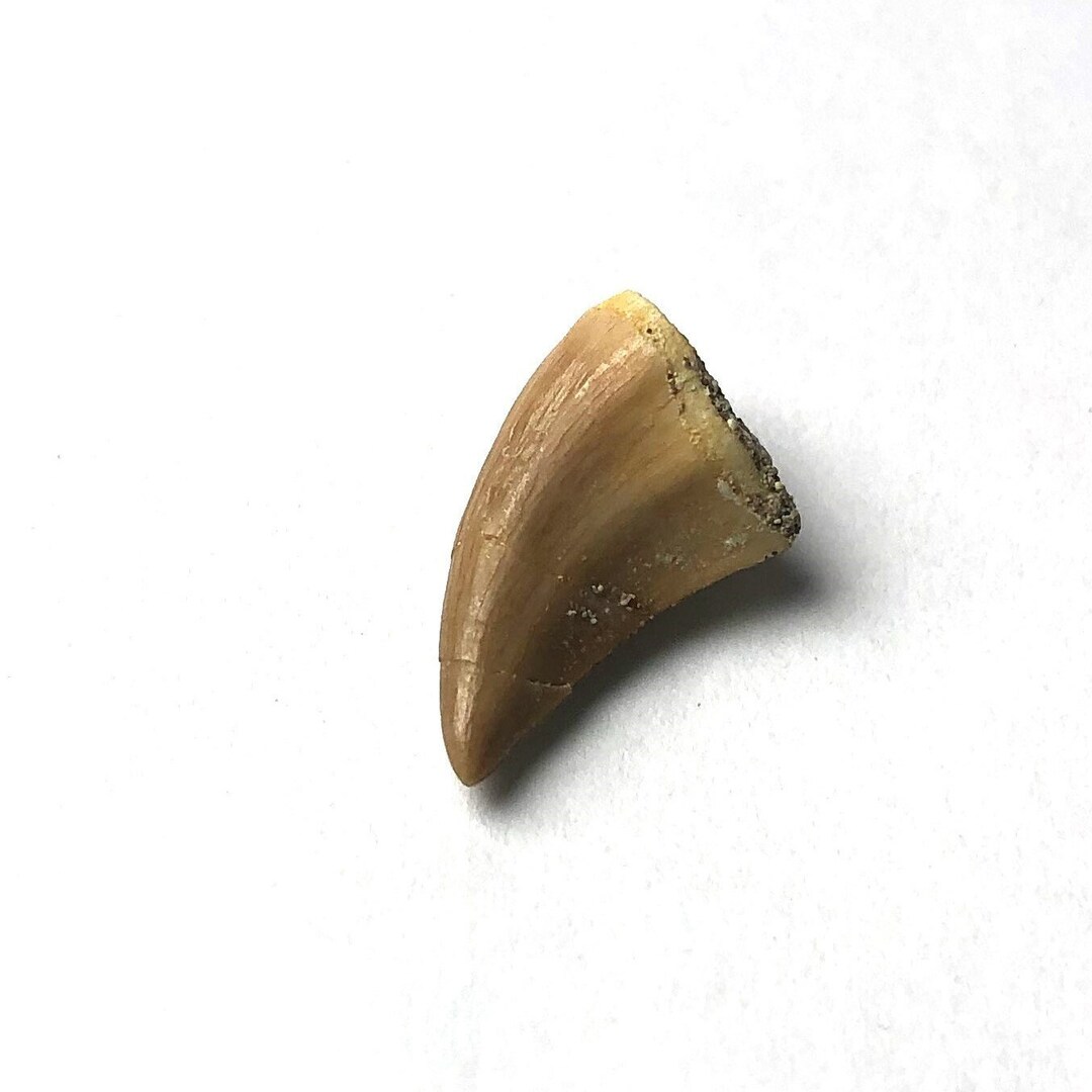 Hydra Tooth Original Fossil .75" to 1.25" - Etsy