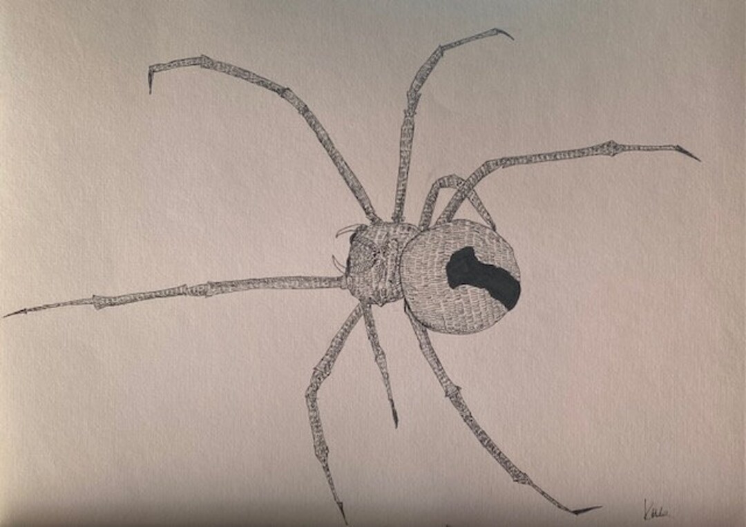 Redback Spider Pen Drawing - Etsy