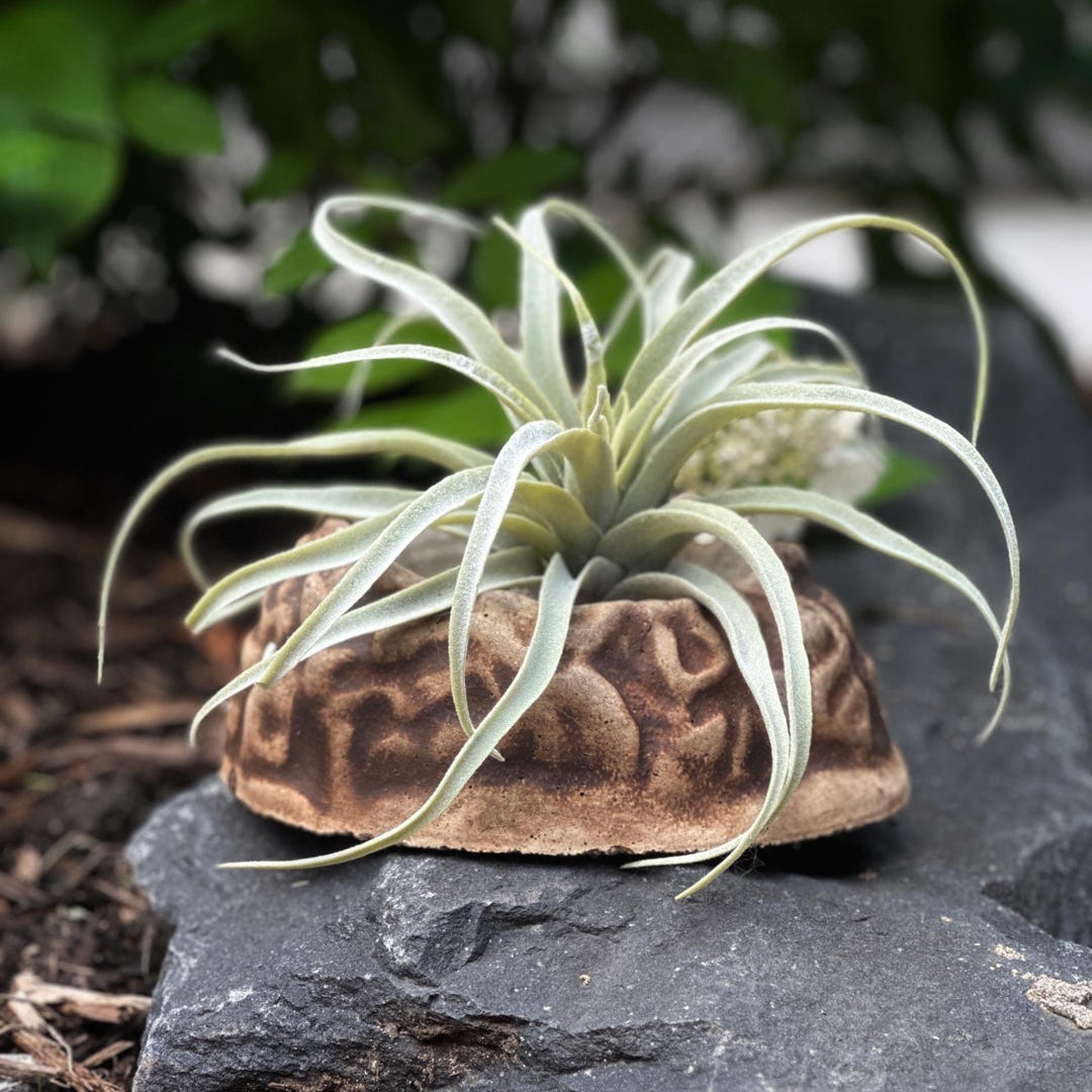 Brain Planter Pot With Drainage, Indoor Outdoor - Etsy