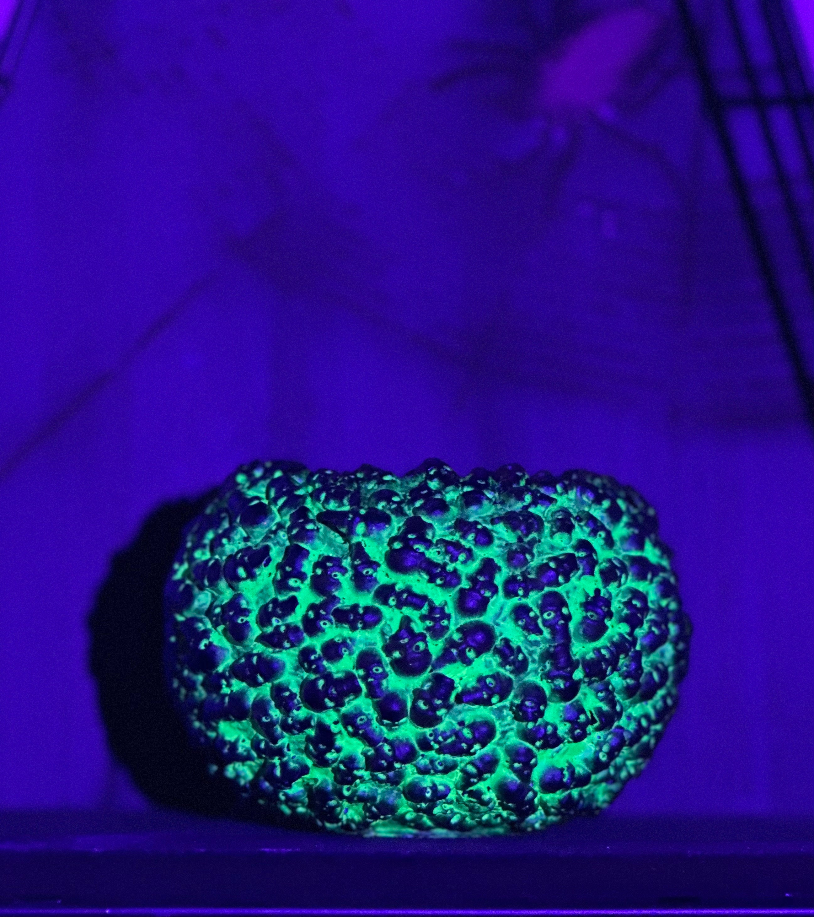 Horror Planter, Skull Planter, Goth Planters - Etsy