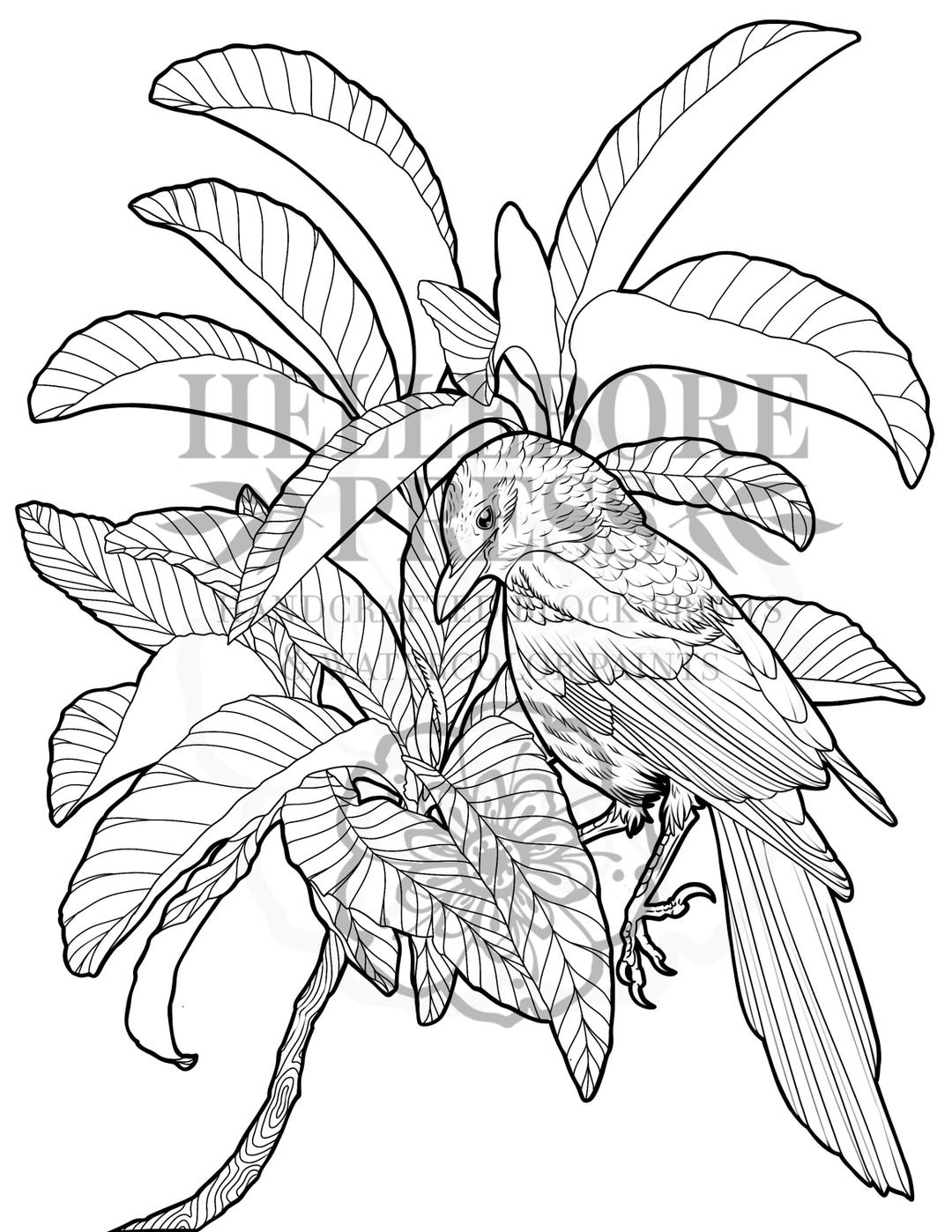 Yellow-billed Magpie & Loquat Line Art | SVG, JPEG, PNG Download - Etsy