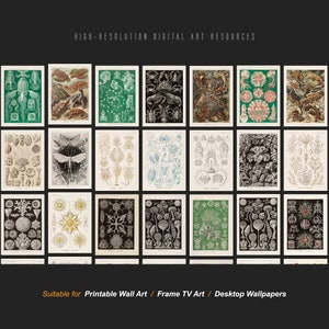100+ Ernst Haeckel Famous Paintings Collection | High-resolution ...