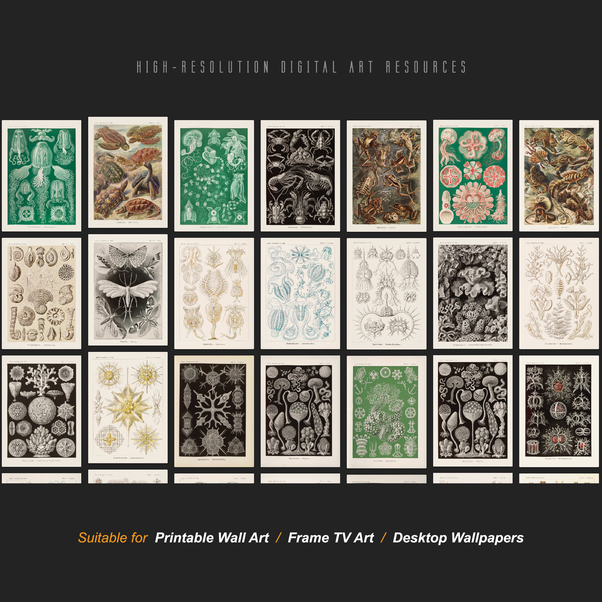 100 Ernst Haeckel Famous Paintings Collection High-resolution Digital ...