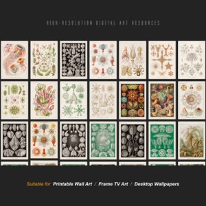 100+ Ernst Haeckel Famous Paintings Collection | High-resolution ...