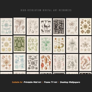 100+ Ernst Haeckel Famous Paintings Collection | High-resolution ...