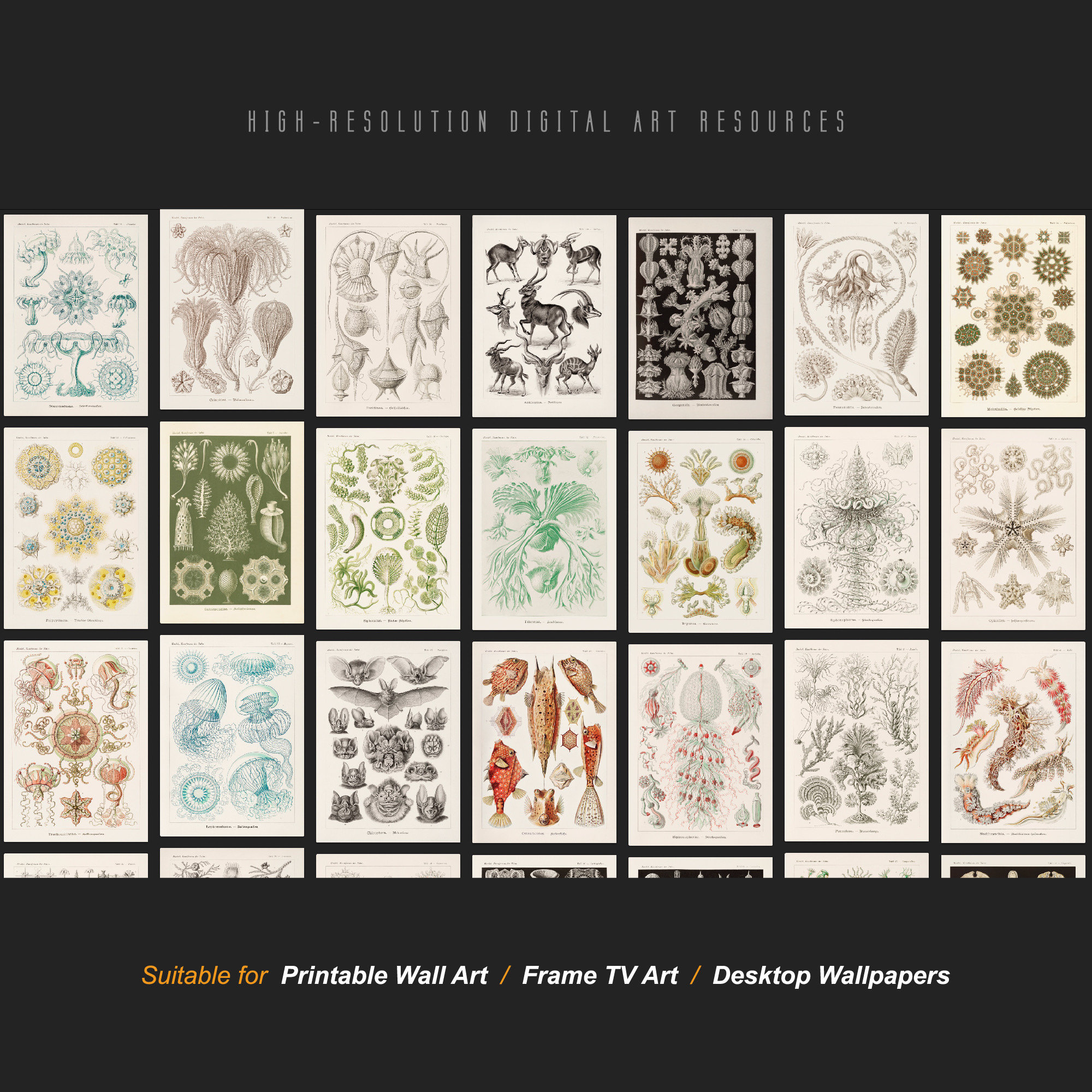 100 Ernst Haeckel Famous Paintings Collection High-resolution Digital ...